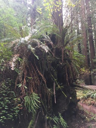 Book Benbow Historic Inn, Garberville, California - Hotels.com